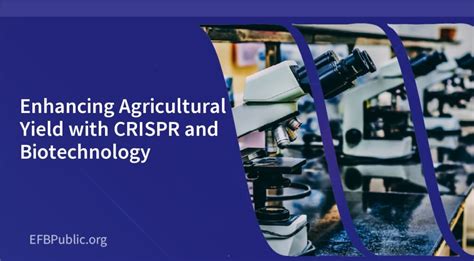 Enhancing Agricultural Yield With Crispr And Biotechnology