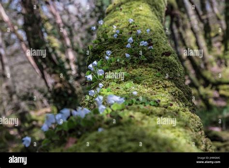 White Bell Flower Growing On The Moss Of A Fallen Tree In A Wood Stock Photo Alamy