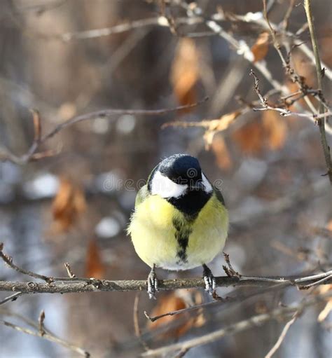 Great Tit Stock Image Image Of Beautiful Background 50566321