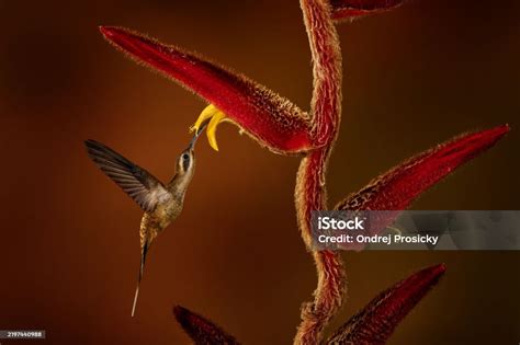 긴부리 은둔자 Phaethornis Longirostris 보카 타파다 코스타리카에서 배경에 푸른 숲과 함께 아름다운 빨간 꽃 옆을 날고 있습니다 자연에서 꿀을 빨아먹는 새