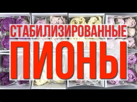 Стабилизированные пионы | Какие бывают цвета, размеры, степени ...