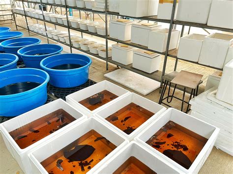 อากาศร้อนมากเพาะใน ลังโฟม โดยเฉพาะถ้าเพาะพันธุ์ปลากัด ข้อดีของการเพาะในลังโฟม 1 เก็บอุณหภูมิ