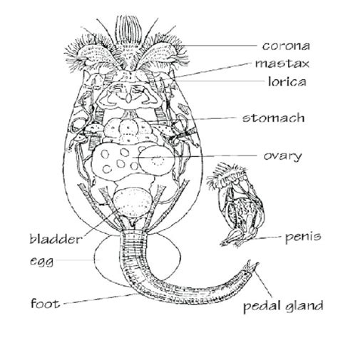 Diagramatic Representation Of Cell Counting In A Haemocytometer Download Scientific Diagram
