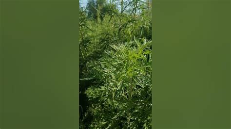 Полынь горькая для Абсента, как отличить от полыни обыкновенной! - YouTube