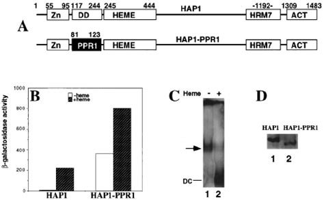 The HAP Dimerization Domain Is Critical For Heme Regulation A