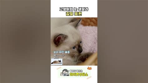 고양이 눈 모양으로 감정을 알아보자 Youtube