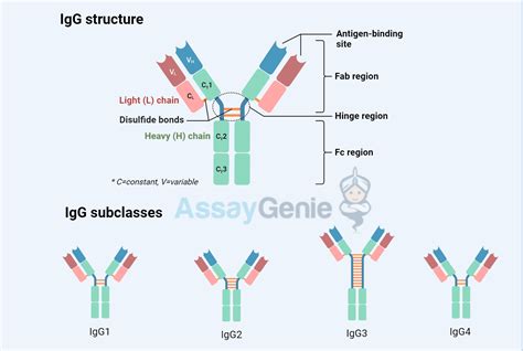 Comprehensive Analysis Of Antibody Structure And Function Assay Genie