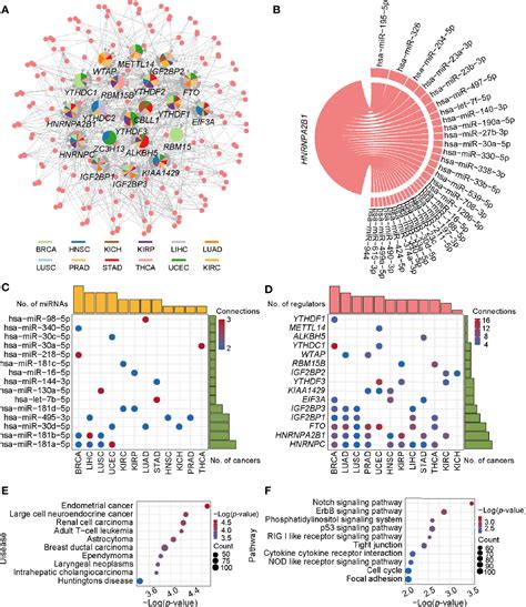 Frontiers Comprehensive Analysis Of Expression Regulation For RNA M A Regulators With Clinical