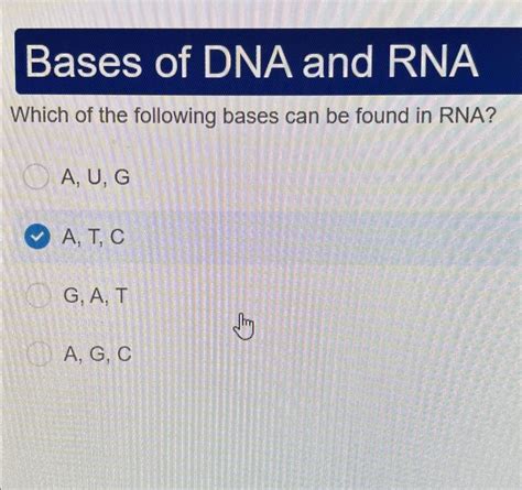 Solved Bases Of DNA And RNAWhich Of The Following Bases Can Chegg