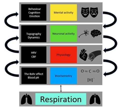 The Figure Illustrates The Theoretical Framework Of The Coupling From Download Scientific