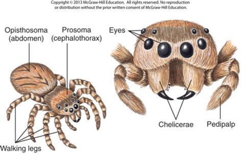 Chelicerae