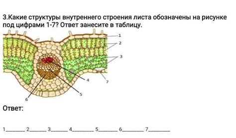 Какие структуры внутреннего строения листа обозначены на рисунке под цифрами 1 7 Ответ занесите