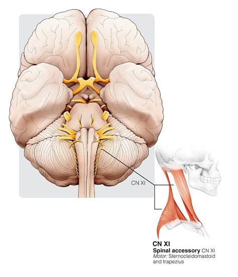 Cranial Nerve Xi Spinal Accessory Nerve Head And Neck Anatomy Part
