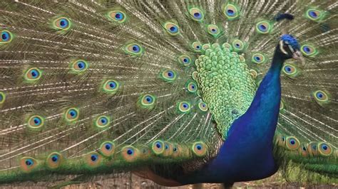 Lost Peacock Roosting In Copper Ridge Neighborhood