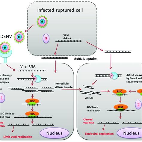 Sirna Mediated Pathway 1 The Exogenous Sirna Pathway Is Activated
