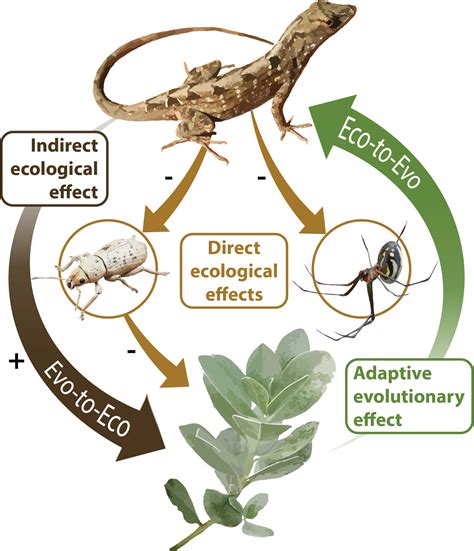 The Flip Side Of Evolution How It Can Impact The Environment