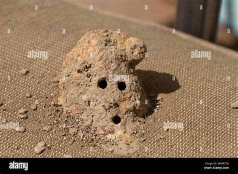 Wasp Mud Dauber Nest High Resolution Stock Photography And Images Alamy