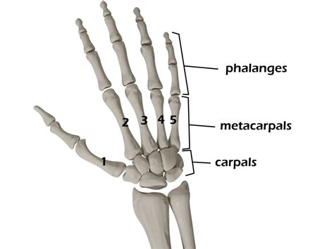 Metacarpal Fracture Empedics Metacarpal Fracture Empedics