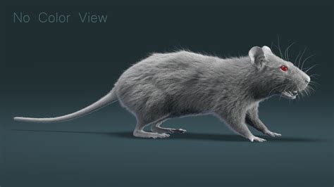 Rat Fur D Model TurboSquid
