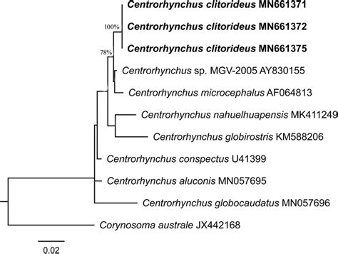 maximum likelihood ml tree constructed from the partial 18s rrna gene