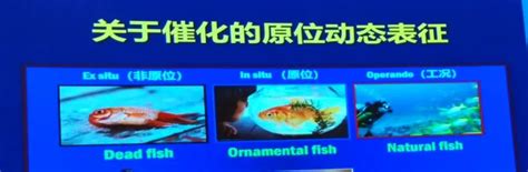 科学网—仪器表征中的术语表达：ex Situ，in Situ与operando 张学瑞的博文