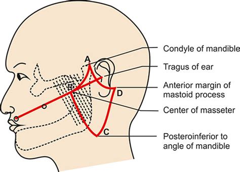 Parotid Duct Surface Marking