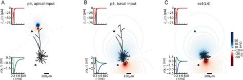 Example Lfp Responses From Single Synapse Activations Of Layer 4