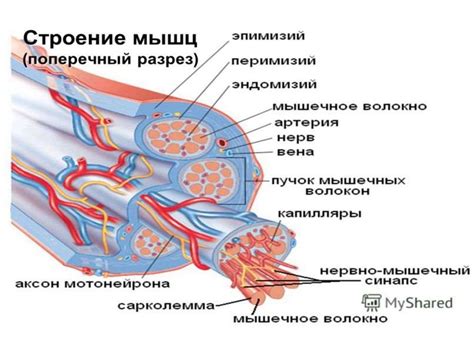 Виды массажа Online Presentation