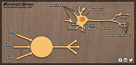 Understanding The Perceptron Model In A Neural Network By Neelam