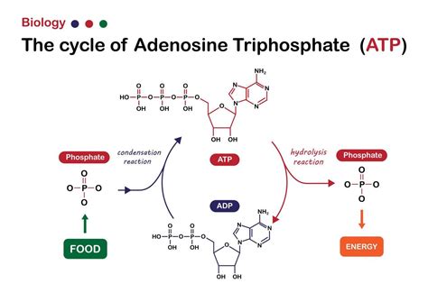 Biological Diagram Exhibit The Cycle Of Adenosine Triphosphate Between Consumption Food And