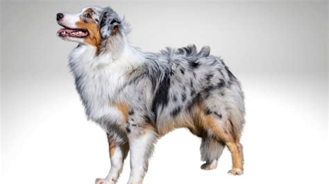 15 Dog Coat Colors And Patterns Dog Discoveries