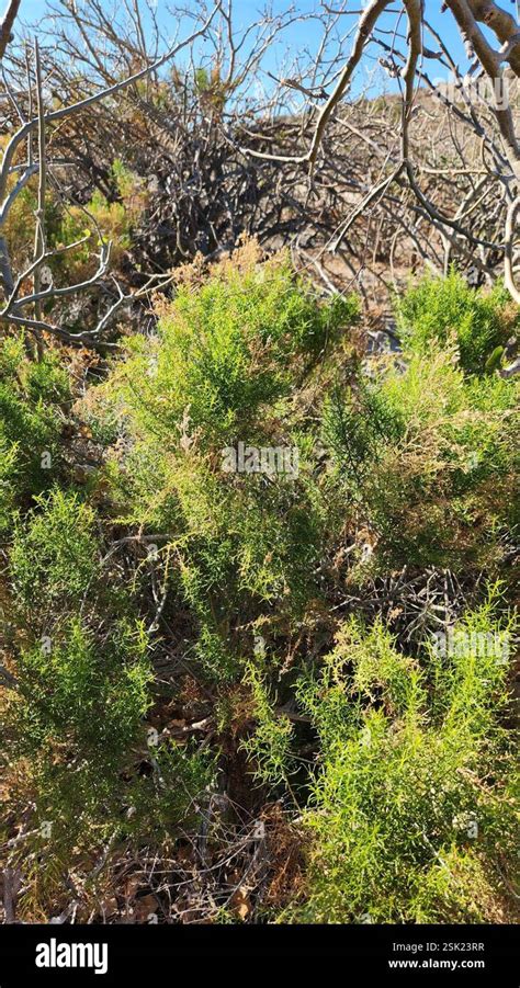 Sonoran Goldenbush Xylothamia Diffusa Plantae La Paz Mx Bs Mx