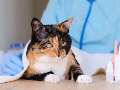 Does Catnip Make Cats High