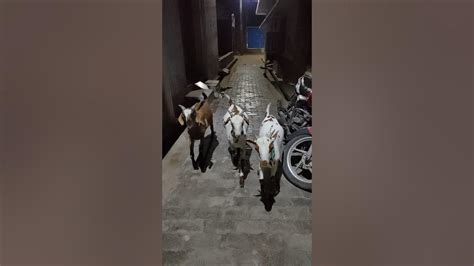 Barbari Bakra Youtube