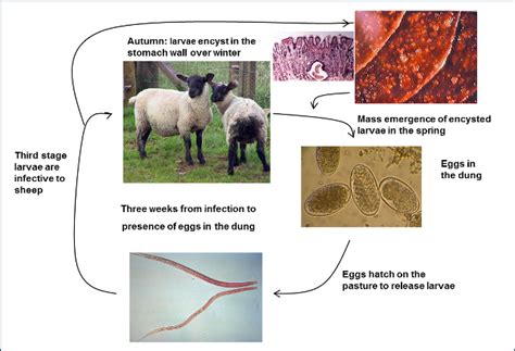 Sheep Worms And Their Control Zoetis Ie