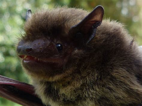 English Pipistrelles Record Journey To Europe Proves Bats Can Fly Across Seas The Independent