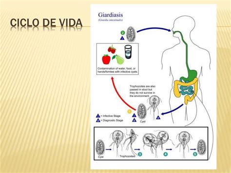 Ppt Protozoos De Importancia Clínica Powerpoint Presentation Free