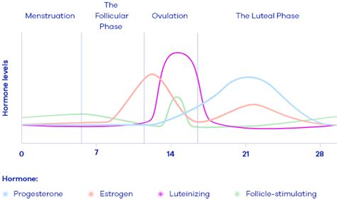 The Hormones During Your Menstrual Cycle