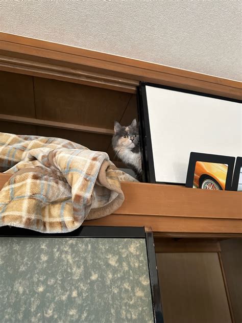 ミヌエットの女の子神奈川県 猫の里親募集 457834 1枚目の画像 ペットのおうち里親決定25万頭