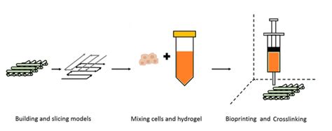 Graphic Representation Of The Bioprinting Procedure Li 2018
