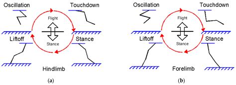 Acinonyx Jubatus Inspired Quadruped Robotics Integrating Neural Oscillators For Enhanced