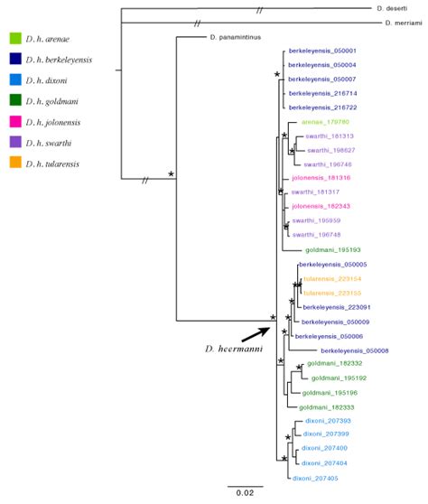 concatenated bayesian phylogram including cytb nd2 and dloop for