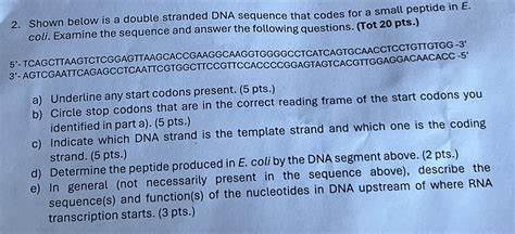 Solved Shown Below Is A Double Stranded Dna Sequence That