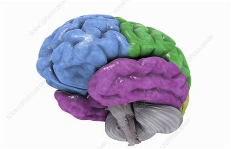 Cortical Lobes Stock Image C007 9239 Science Photo Library
