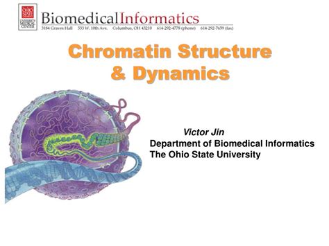 Ppt Chromatin Structure And Dynamics Powerpoint Presentation Free
