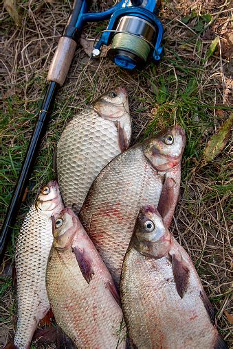 일반 도미 피쉬 십자가 물고기 또는 잉어 자연의 배경에 바퀴 물고기의 더미 녹색 잔디에 낚시 릴과 민물 물고기와 낚시 막대 잡기 물고기잡이에 대한 스톡 사진 및 기타 이미지