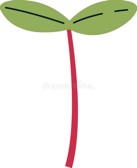 Amaranth Plant Sprout Stock Vector Illustration Of Nature 310046086