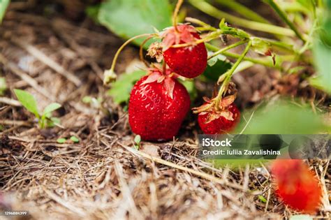 딸기 식물의 산업 재배 여름 정원 침대에서 잘 익은 붉은 과일 딸기와 부시 농장에서 열매의 자연 성장 에코 건강한 유기농 식품 원예 컨셉 배경 건강한 식생활에 대한 스톡