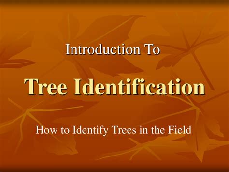 PPT Tree Identification PowerPoint Presentation Free Download ID 1090650