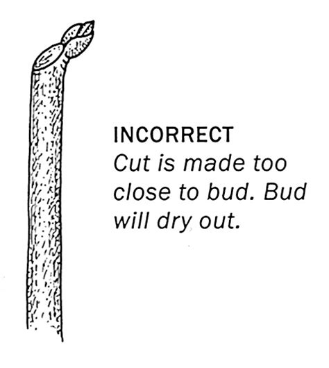 Maintenance Pruning Keeps Plants Healthy Fine Gardening